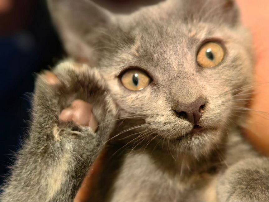 Котята русская голубая в добрые руки