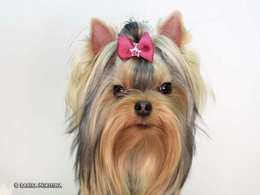 Йоркширский терьер мини.Вязка