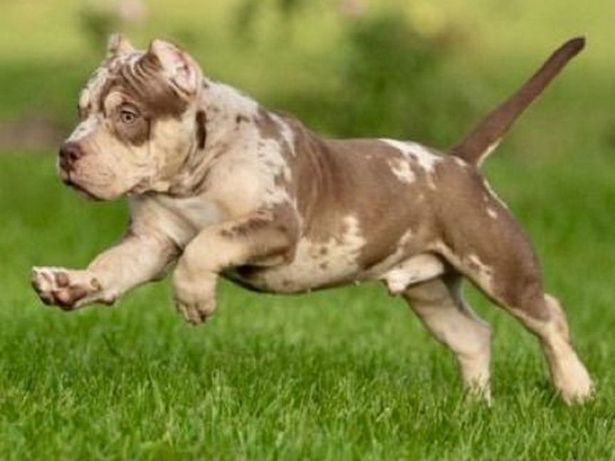 Ам булли шикарный покет