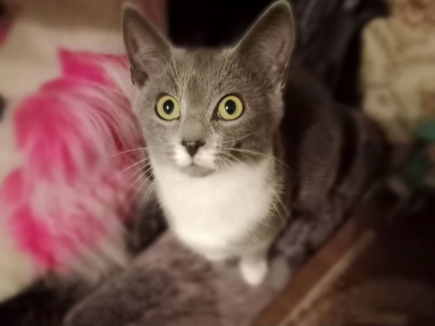 Британские котята