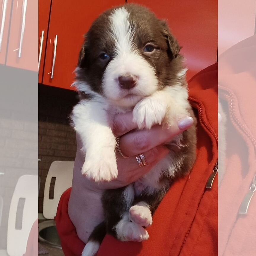 Бордер колли шоколад, лиловые