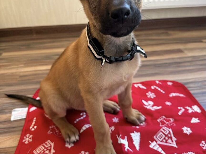 Собака в добрые руки щенок беспородный