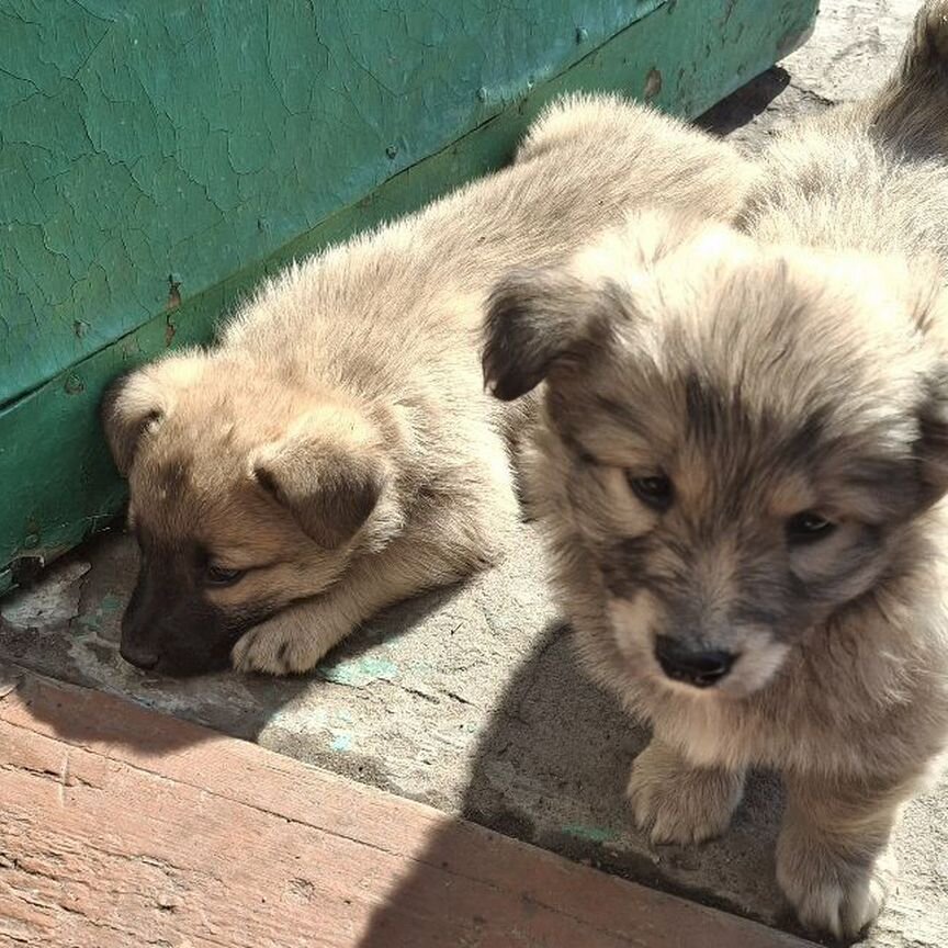 Бездомные щенки