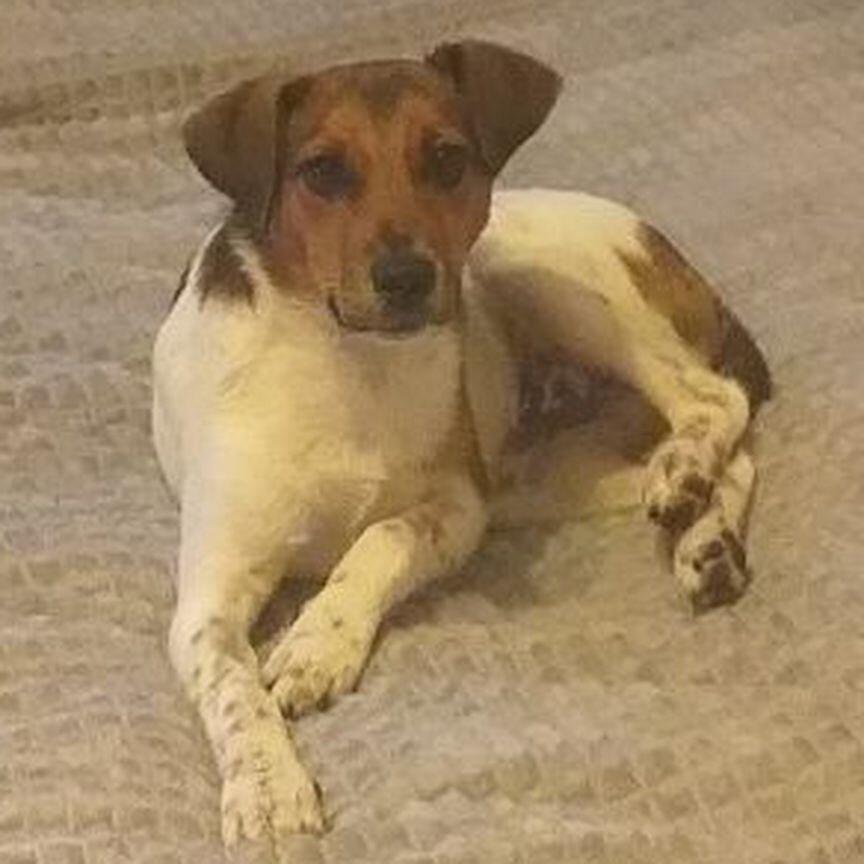 Парсон-рассел-терьер, взрослый пёс