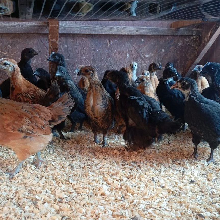 Цыплята несушки