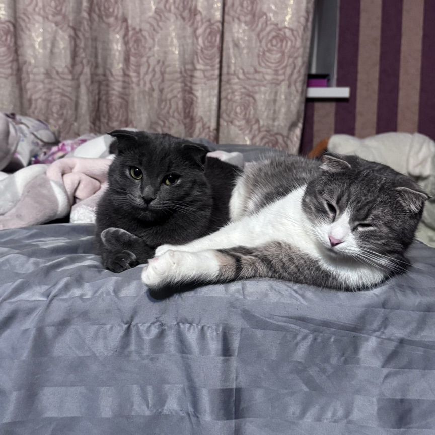 Отдам кошек в добрые руки