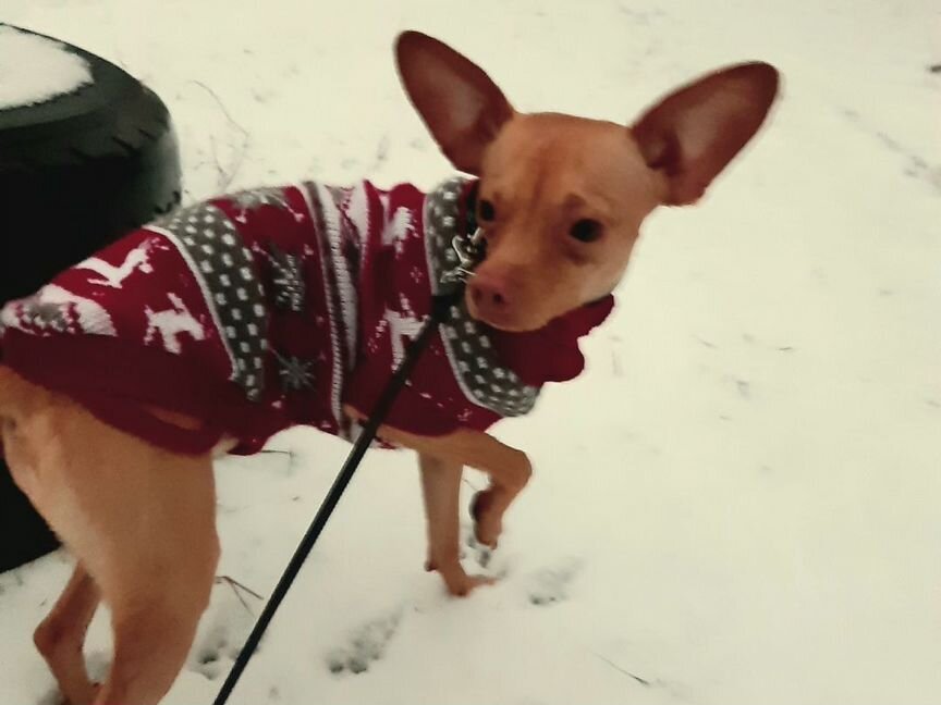 Русский той-терьер вязка