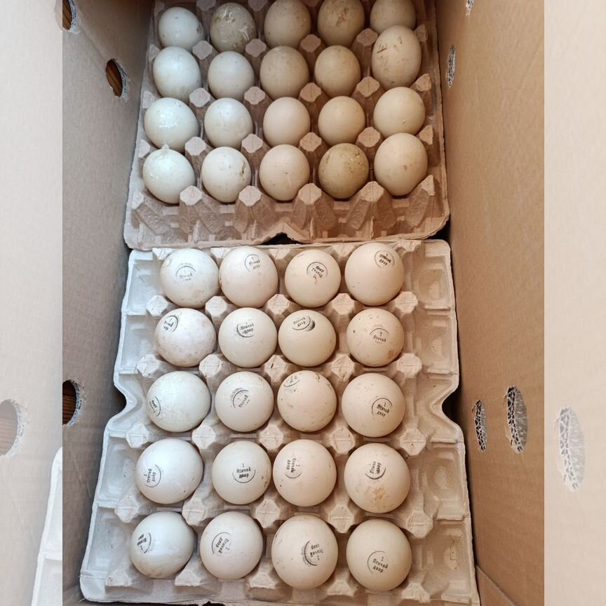 Инкубационные яйца