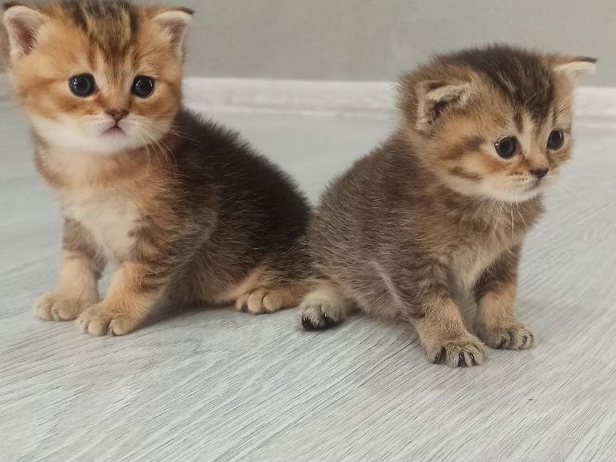 Котята золотая шиншилла