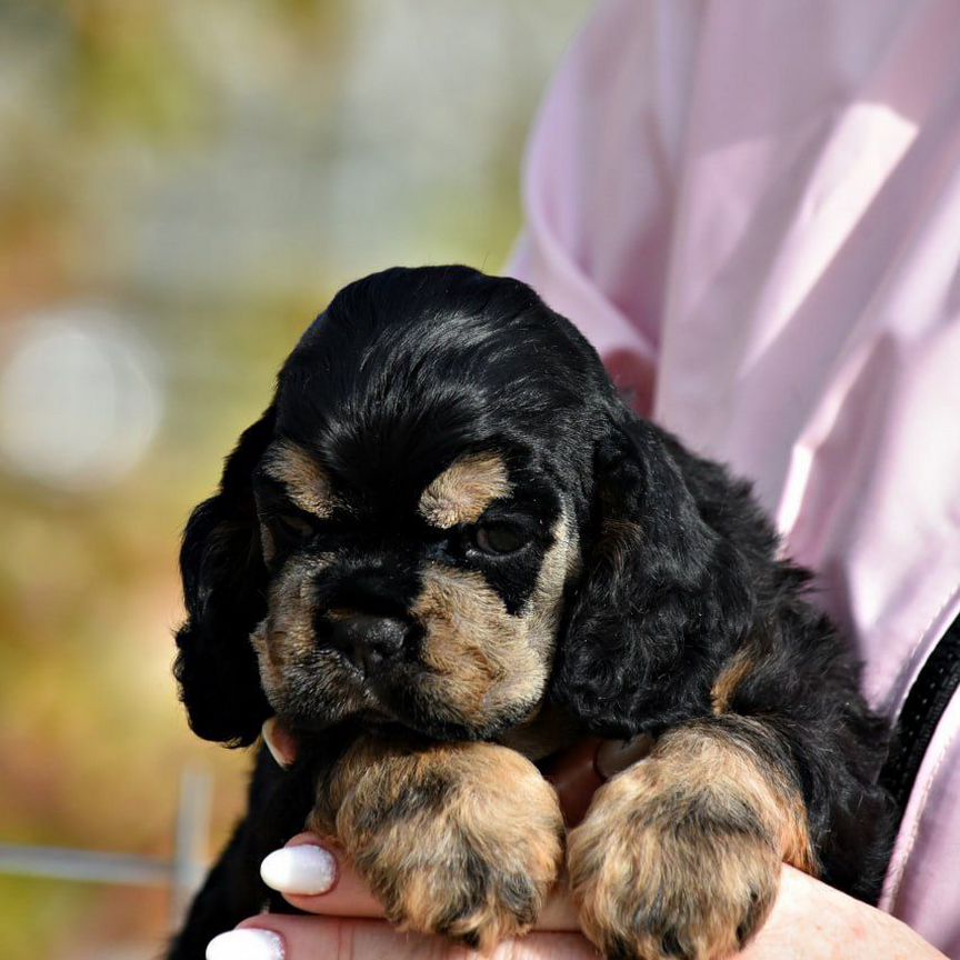 Яркий мальчуган амкокера