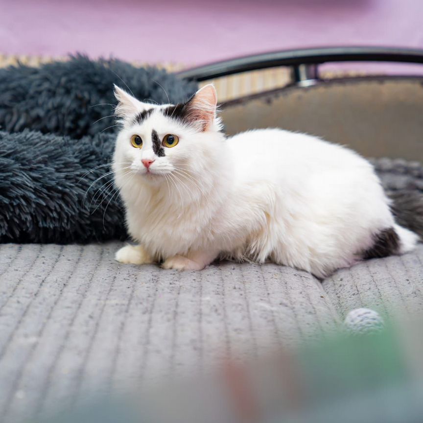 Девочка 10 мес Бель