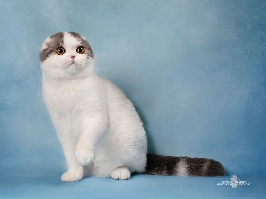Шикарный скоттиш фолд