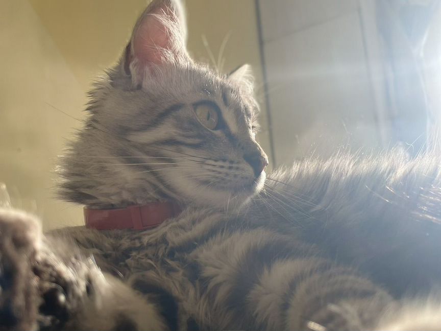 Кошка