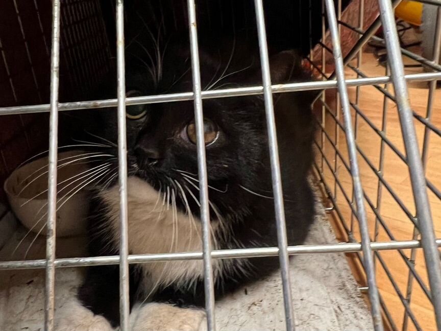 Долгожданный улов Котенок