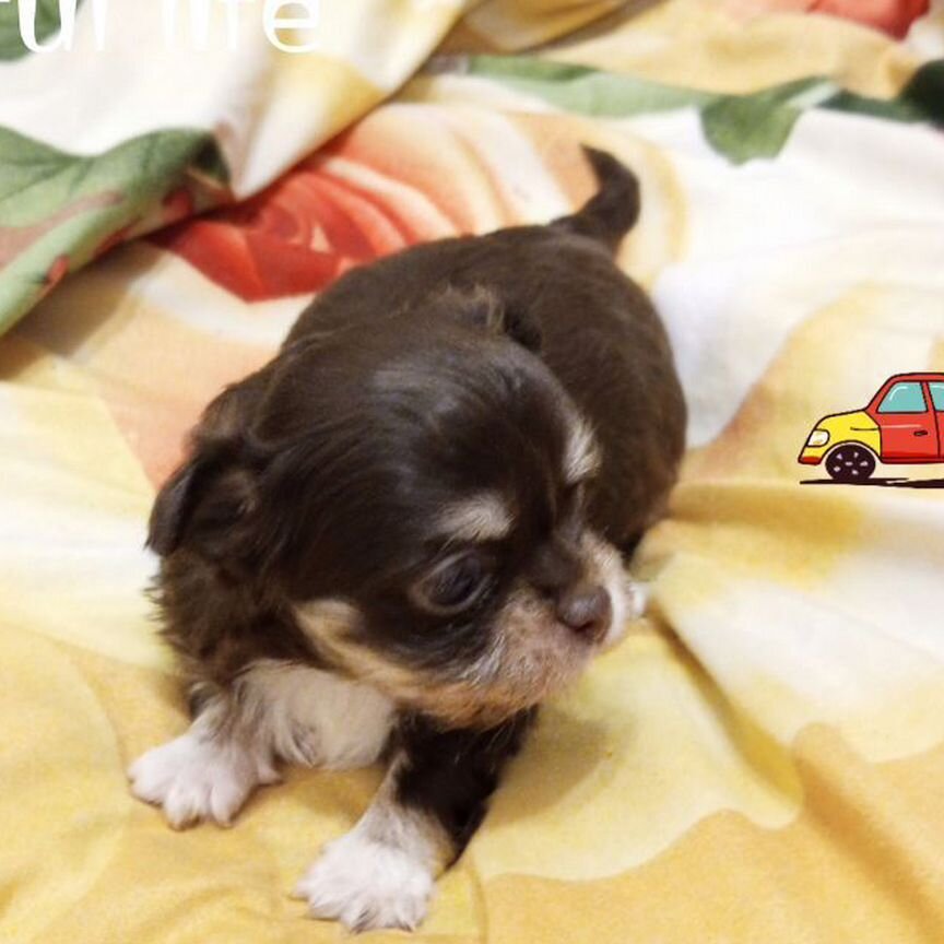 Мини чихуахуа