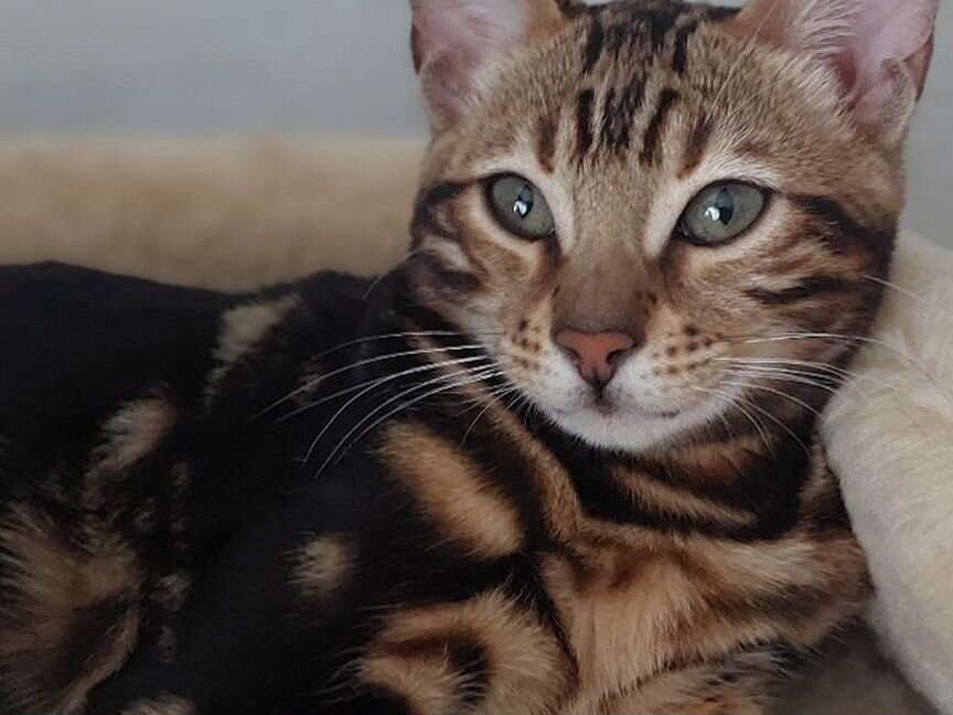 Бенгальская мраморная кошечка