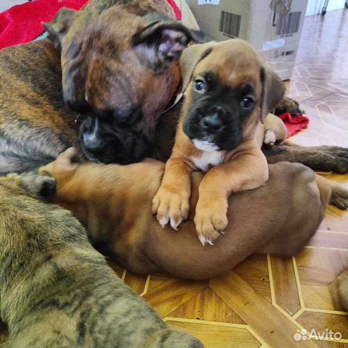 Щенки боксера