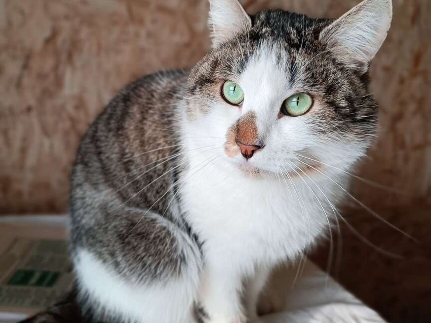 Добрыня Котик