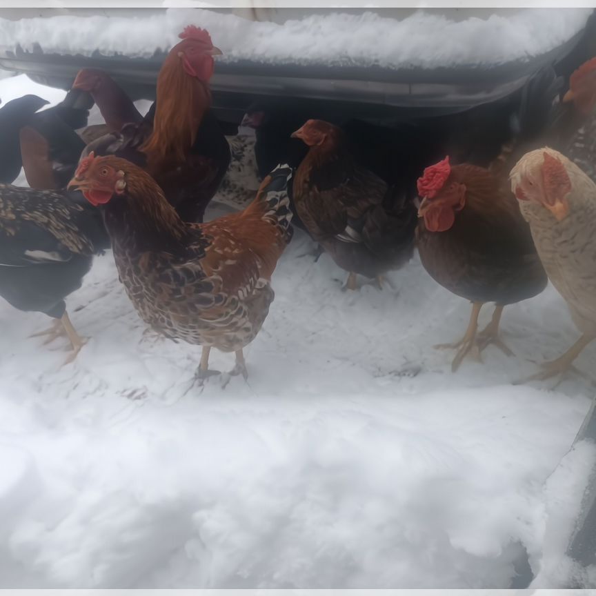 Куры несушки домашние