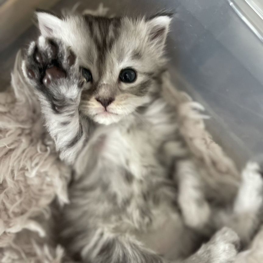 Зацелованные специально для вас кошечки