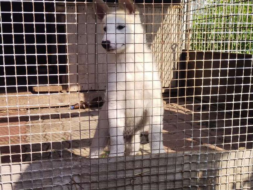 Охотничьи собаки З.с.лайка