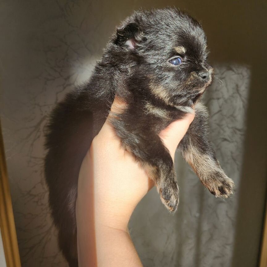 Померанский шпиц медвежьего типа