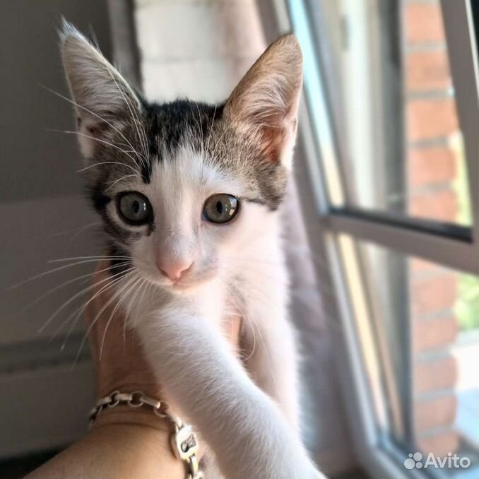 Котенок, будет охотником, привезу