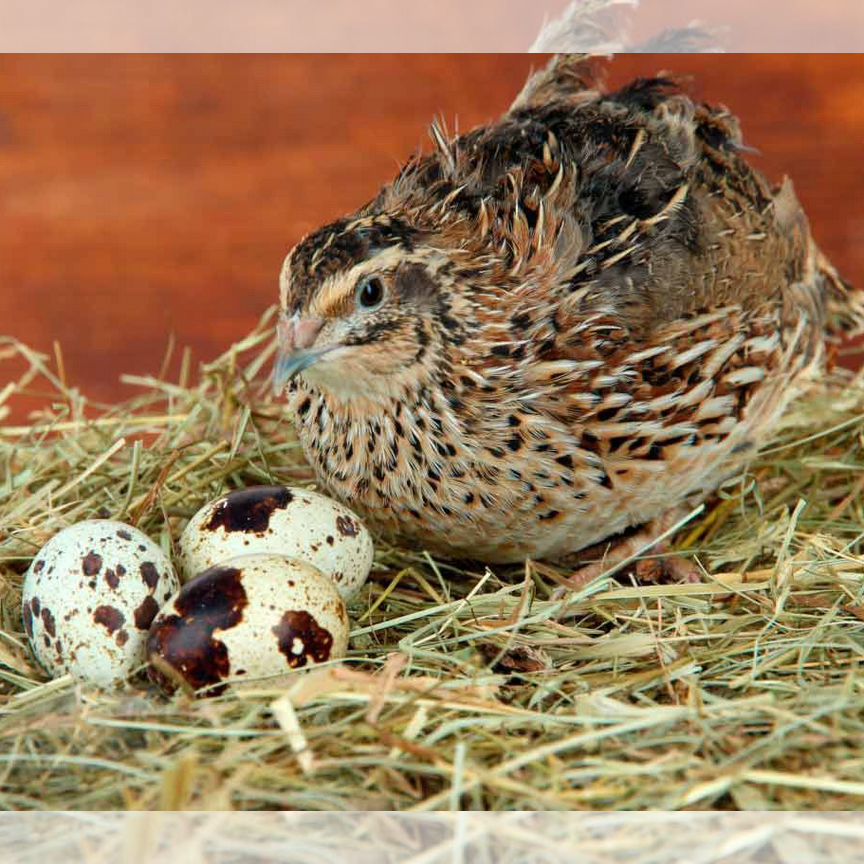 Перепел двухмесячные М и Д