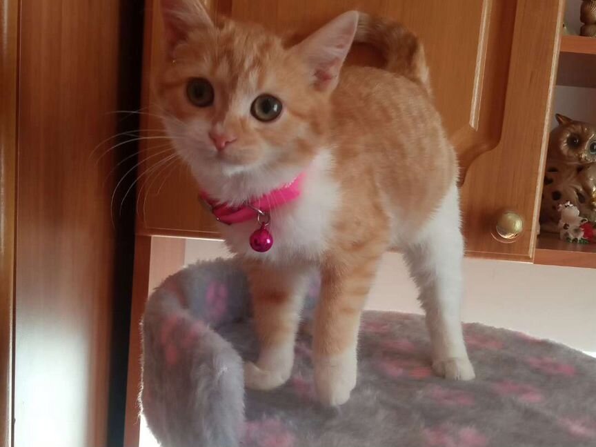 Солнечные котятки