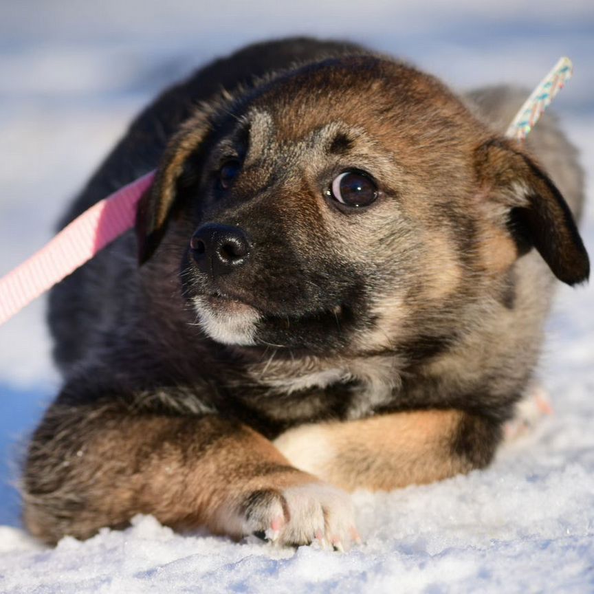 Щенок в добрые руки