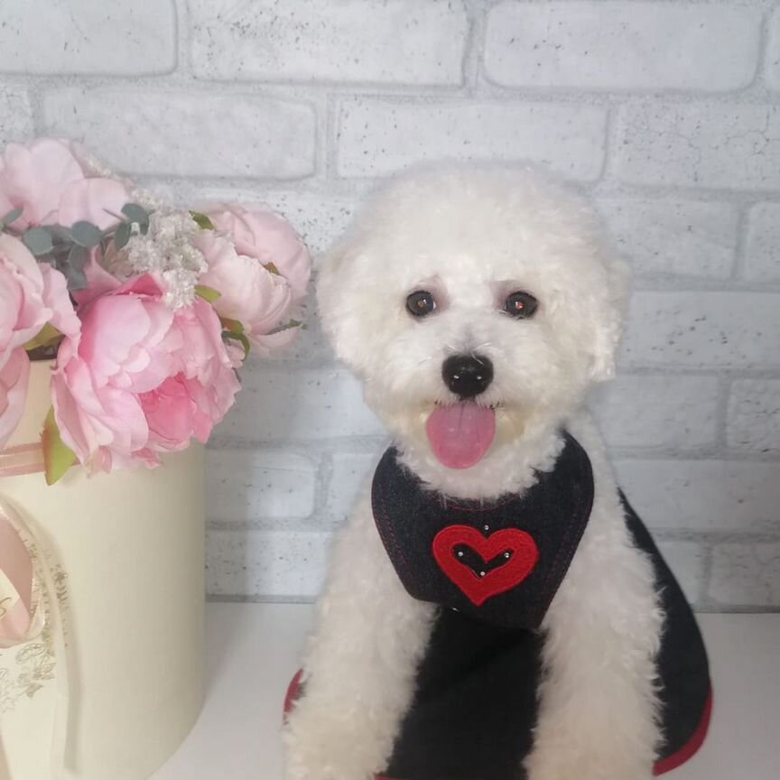 Девочка Бишон со всеми прививками