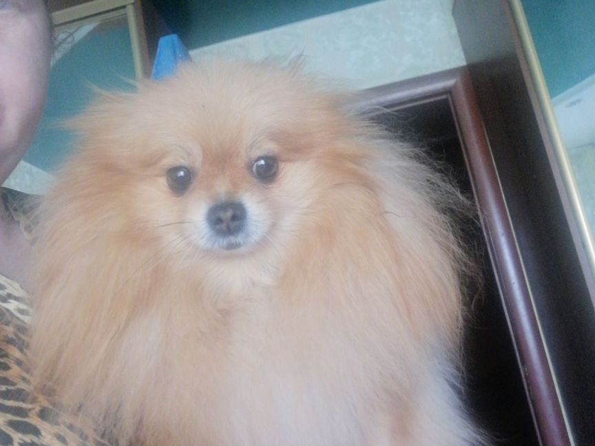 Продам маленькую собаку