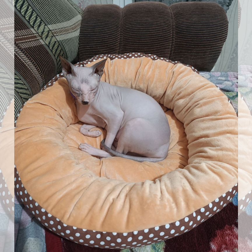 Канадский сфинкс, взрослая кошка