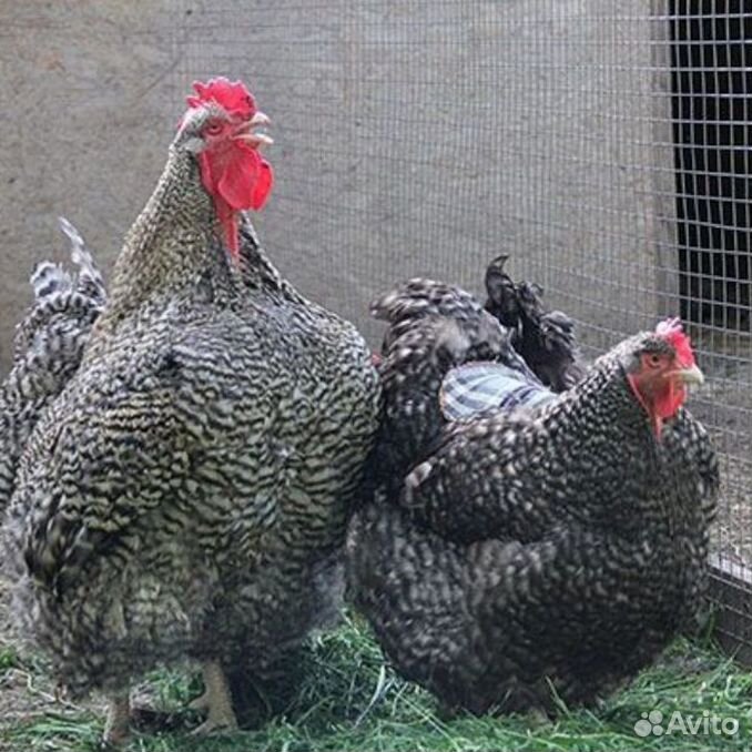 Цыплята орпингтон подрощенная семья