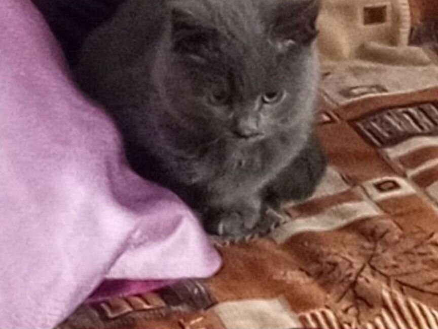 Котенок