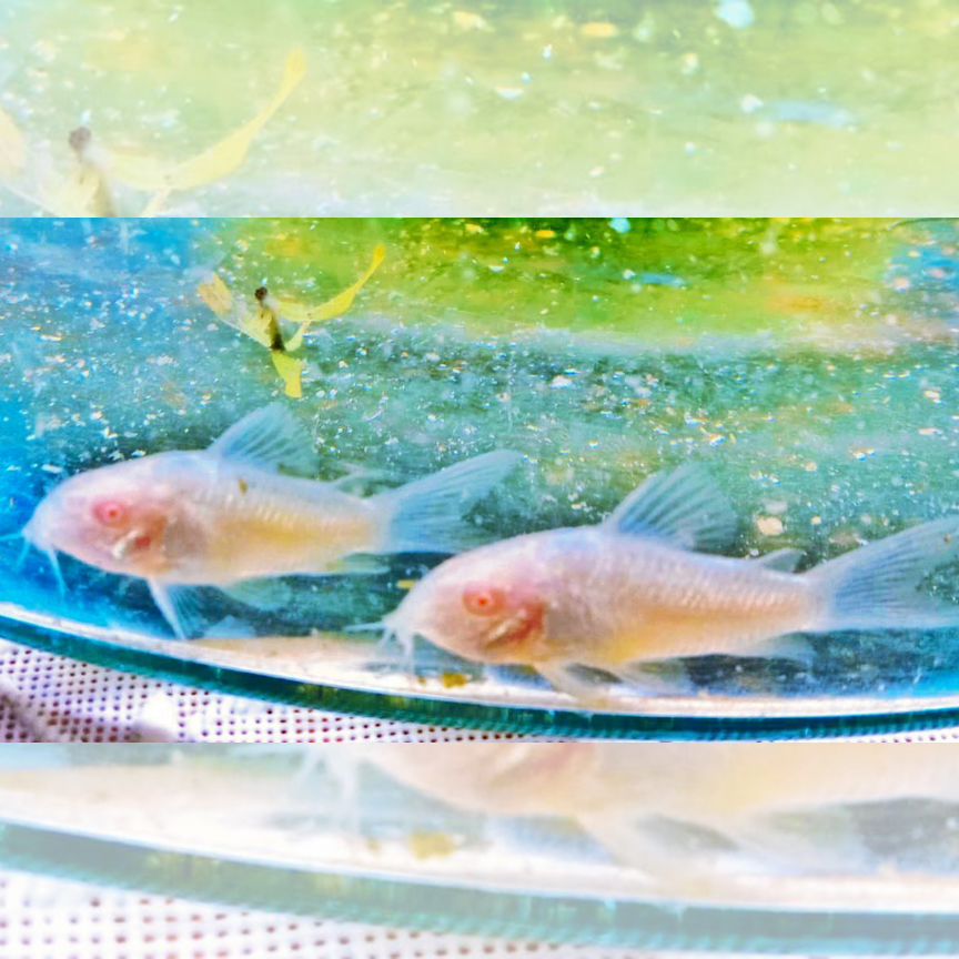 Сомики коридорасы