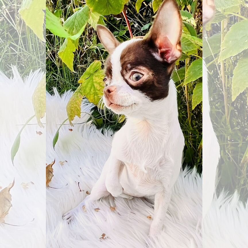 Очаровательная мини девочка