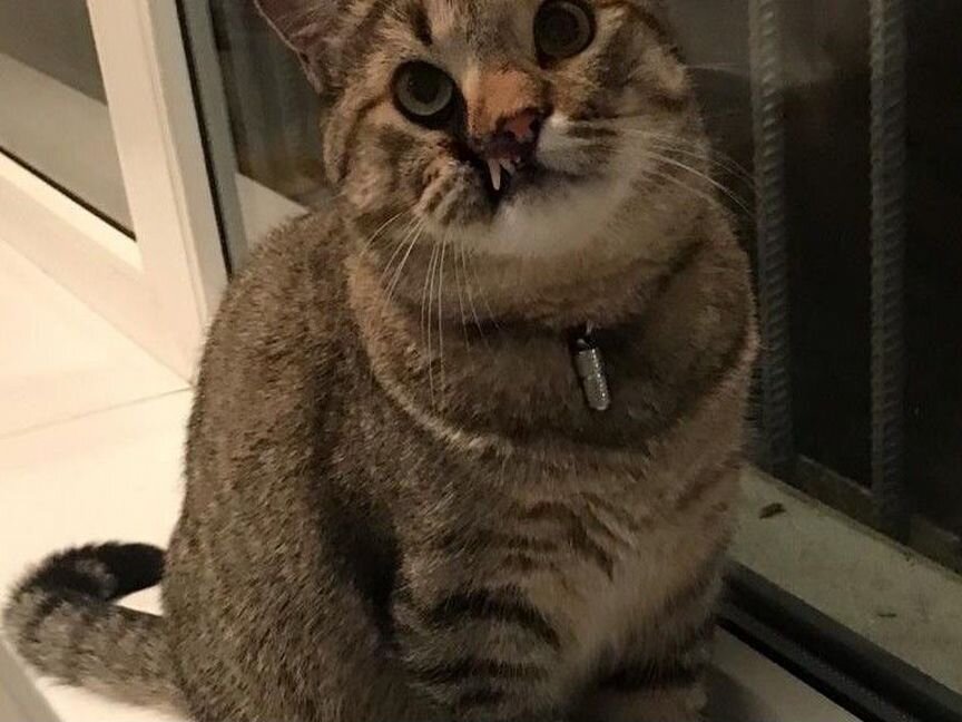 Кошка со сложной судьбой