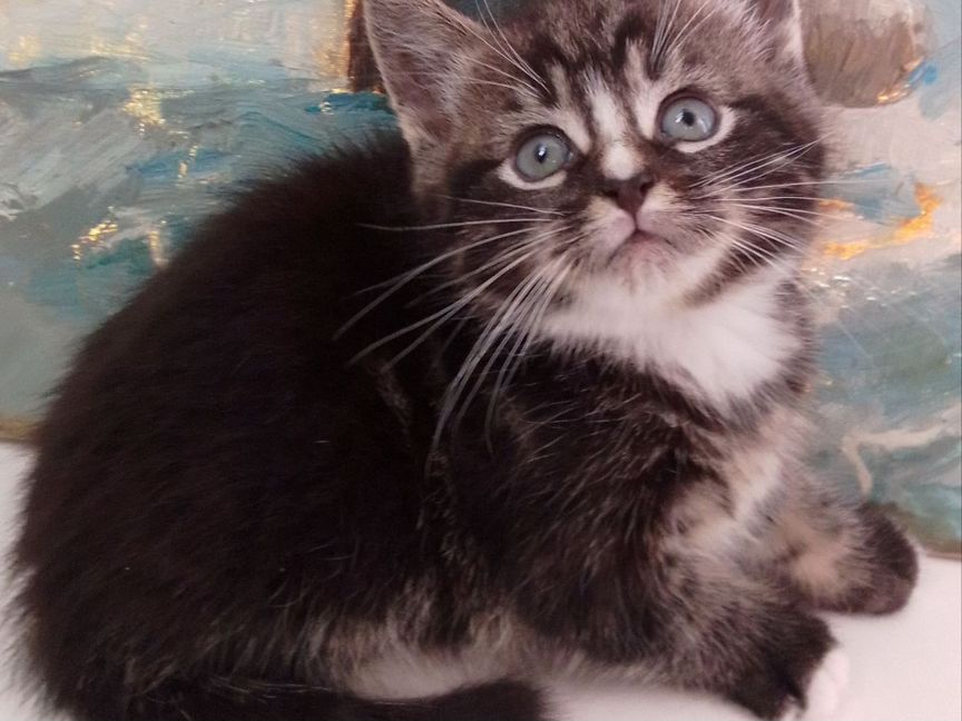 Сибирские малыши