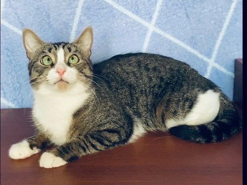 Котик в добрые руки