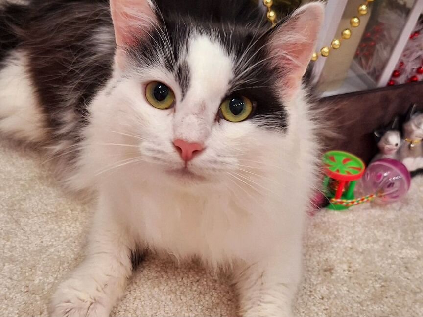 Котик Лексус