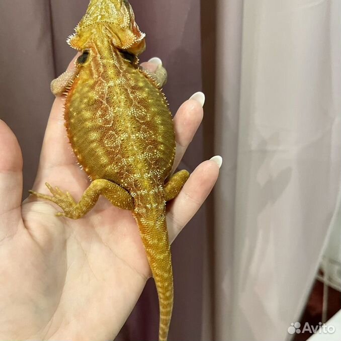 Агама самка