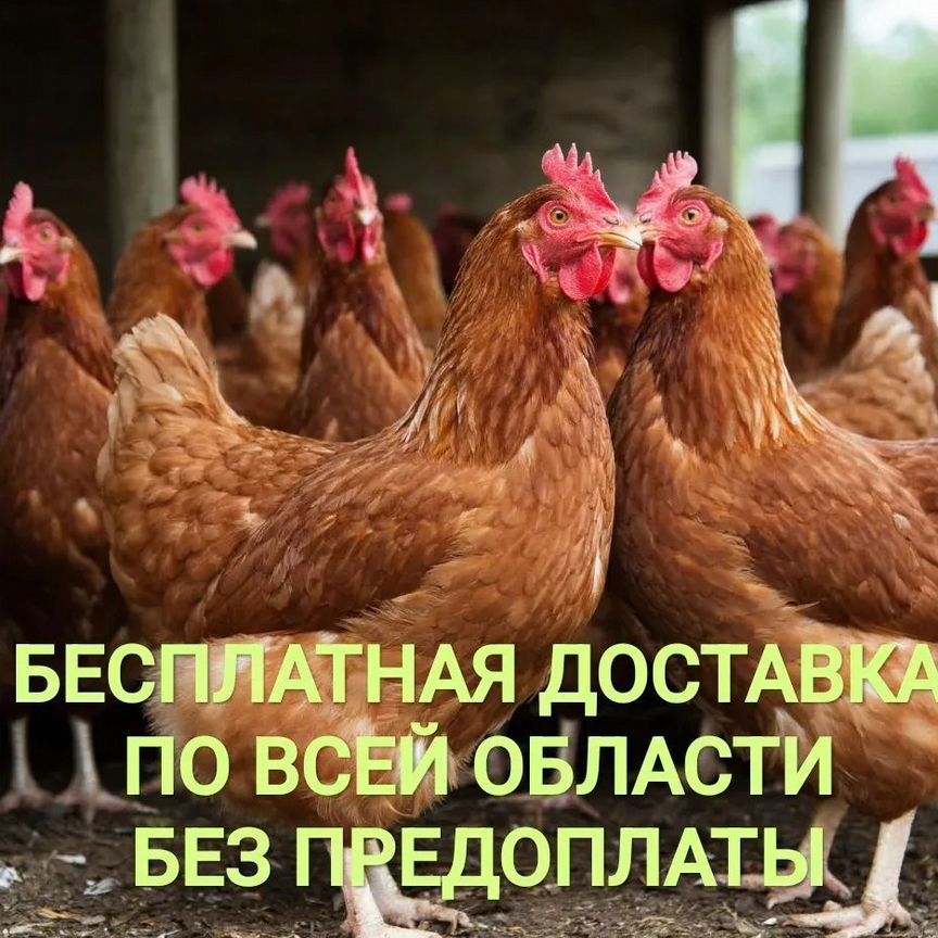 Куры несушки бесплатная доставка