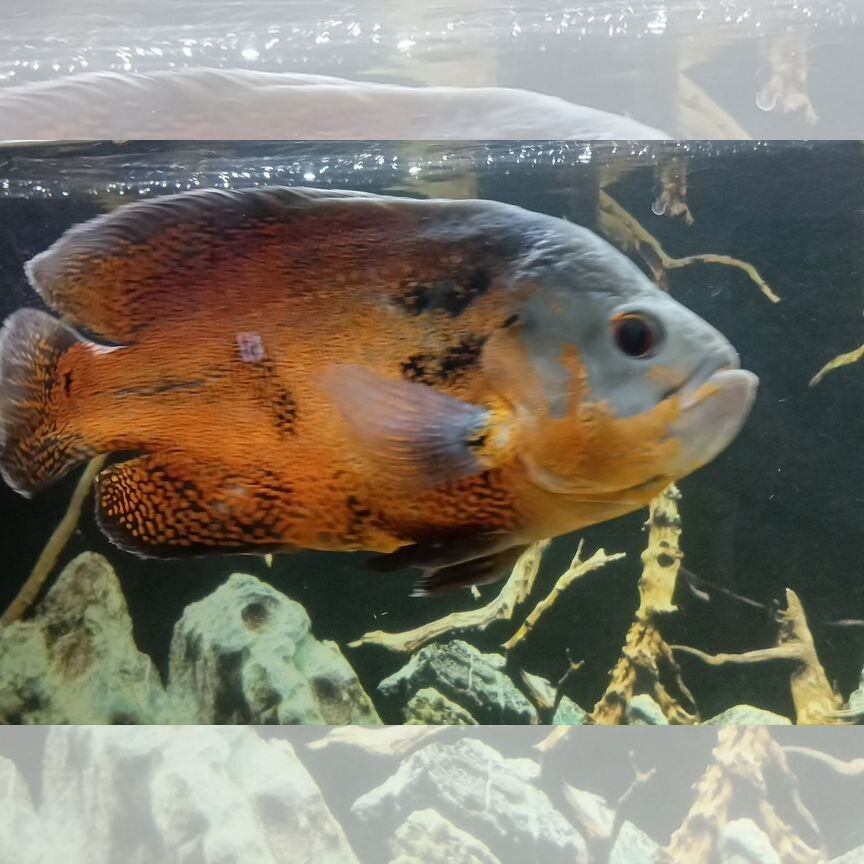 Астронотус ореховый