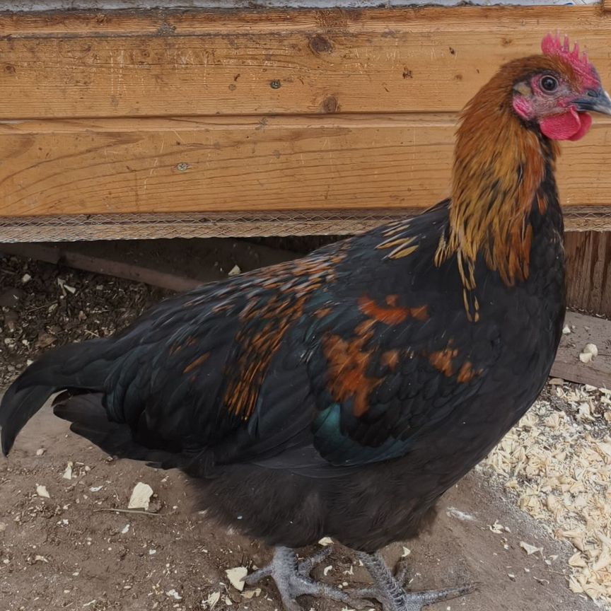 Петух молодой