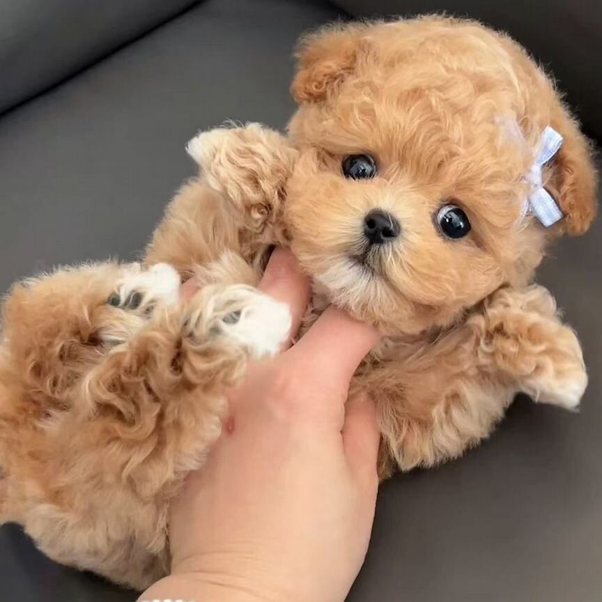 Мальтипу, щенок