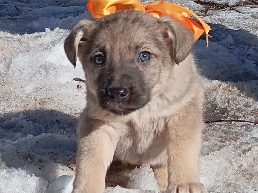 Малыши-щенки хорошим людям