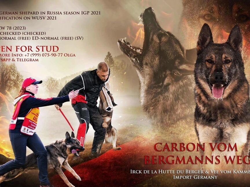 Кобель немец из Германии на вязку