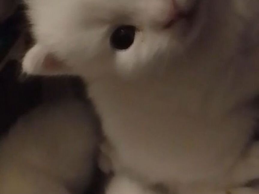 Турецкая ангора