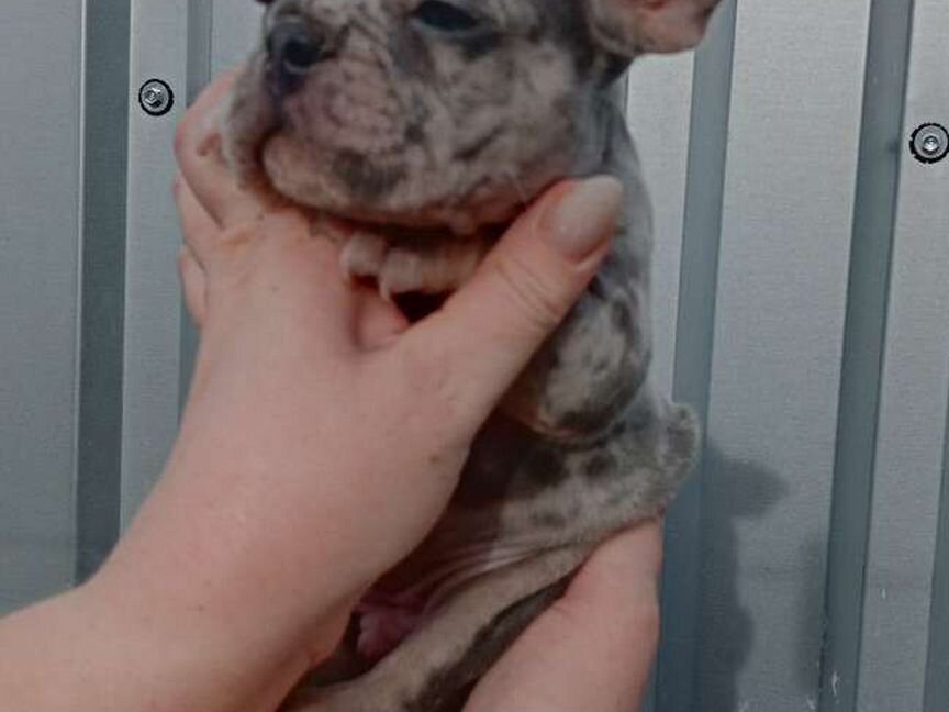 Бульдожик мальчик